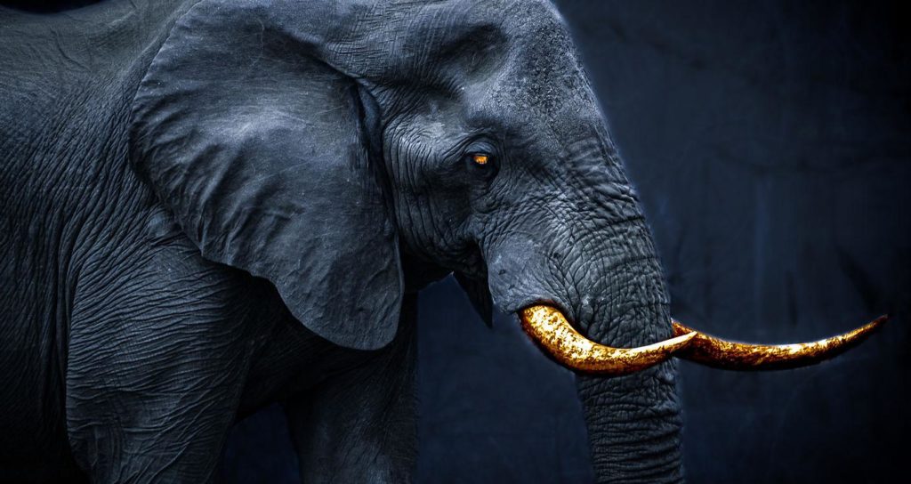 An Introduction to the Great Grey Elephants | Tomorrow Today Futures ...